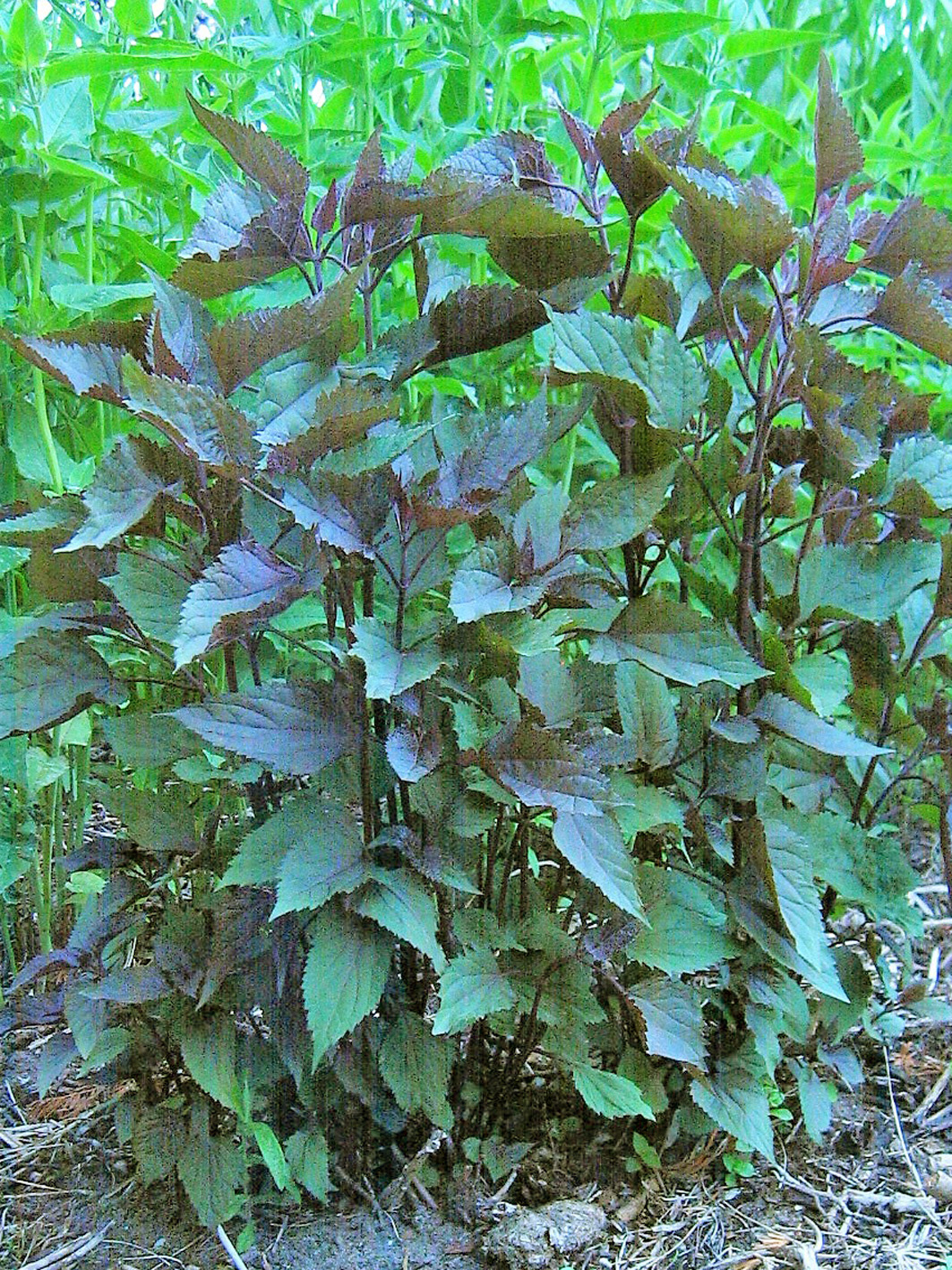 Bloeiende vaste planten – Oostermeen